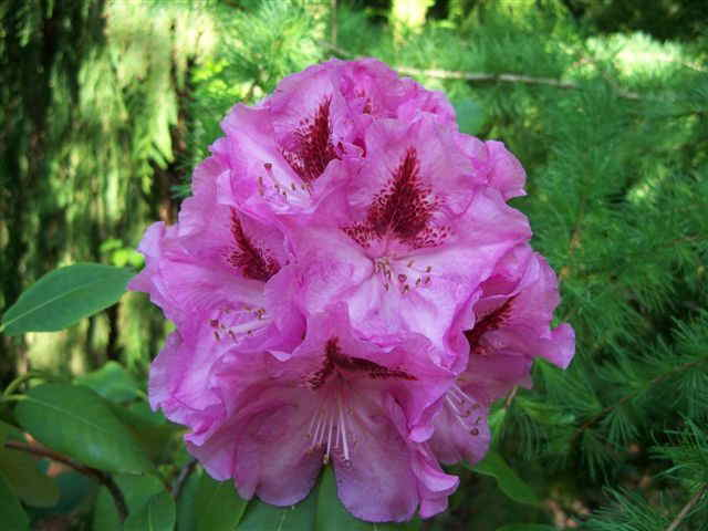 Atlantic Rhododendron & Horticultural Society - 2011 ARHS Members and ...